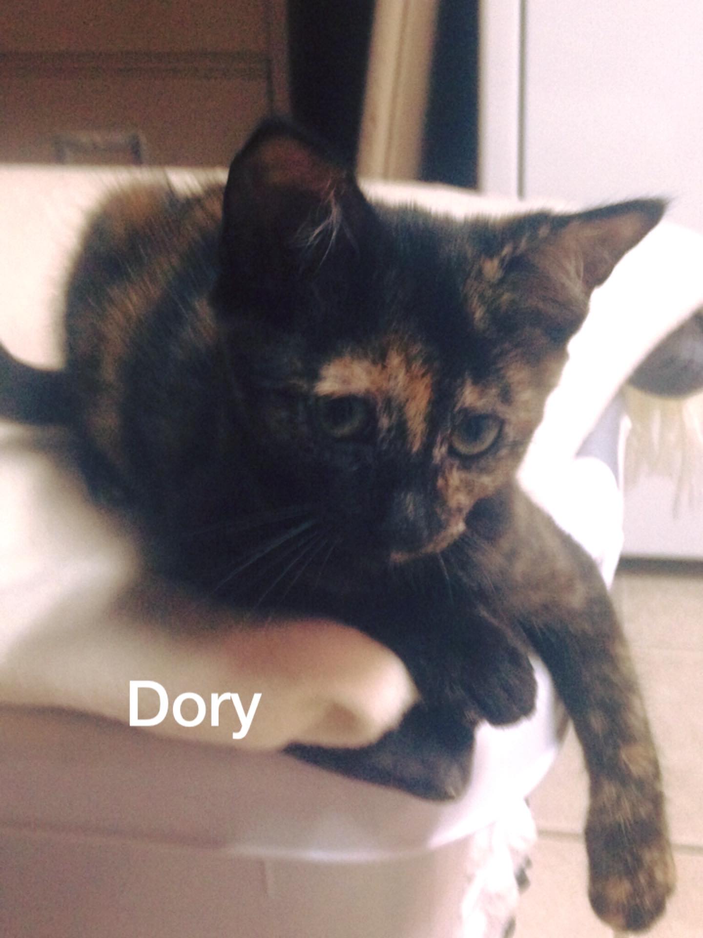 Lucky Cat Rescue » Dory