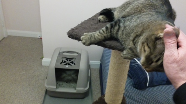 Lucky Cat Rescue » Nod