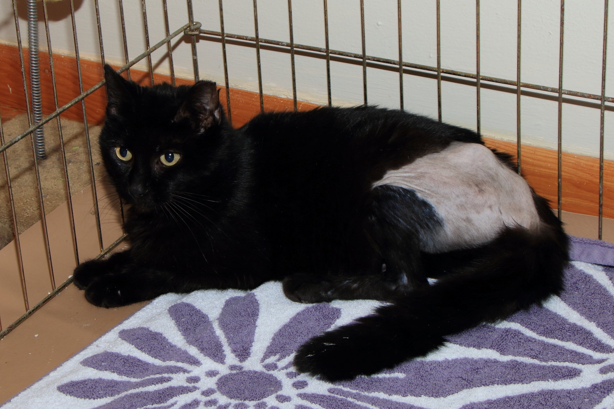 Lucky Cat Rescue » Jolene