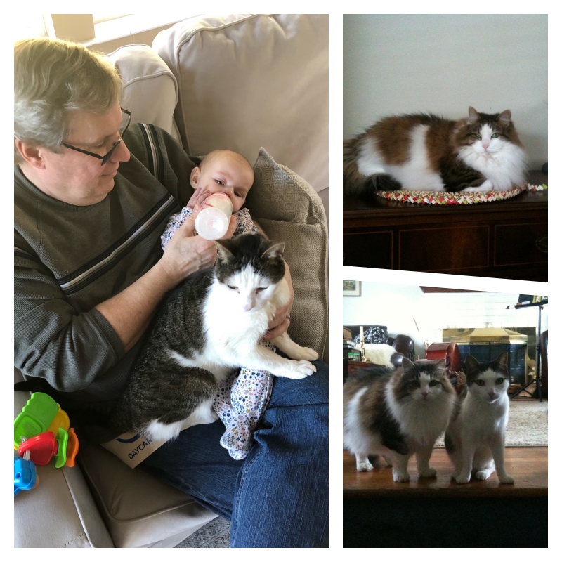 Lucky Cat Rescue » Thor and Squirrel