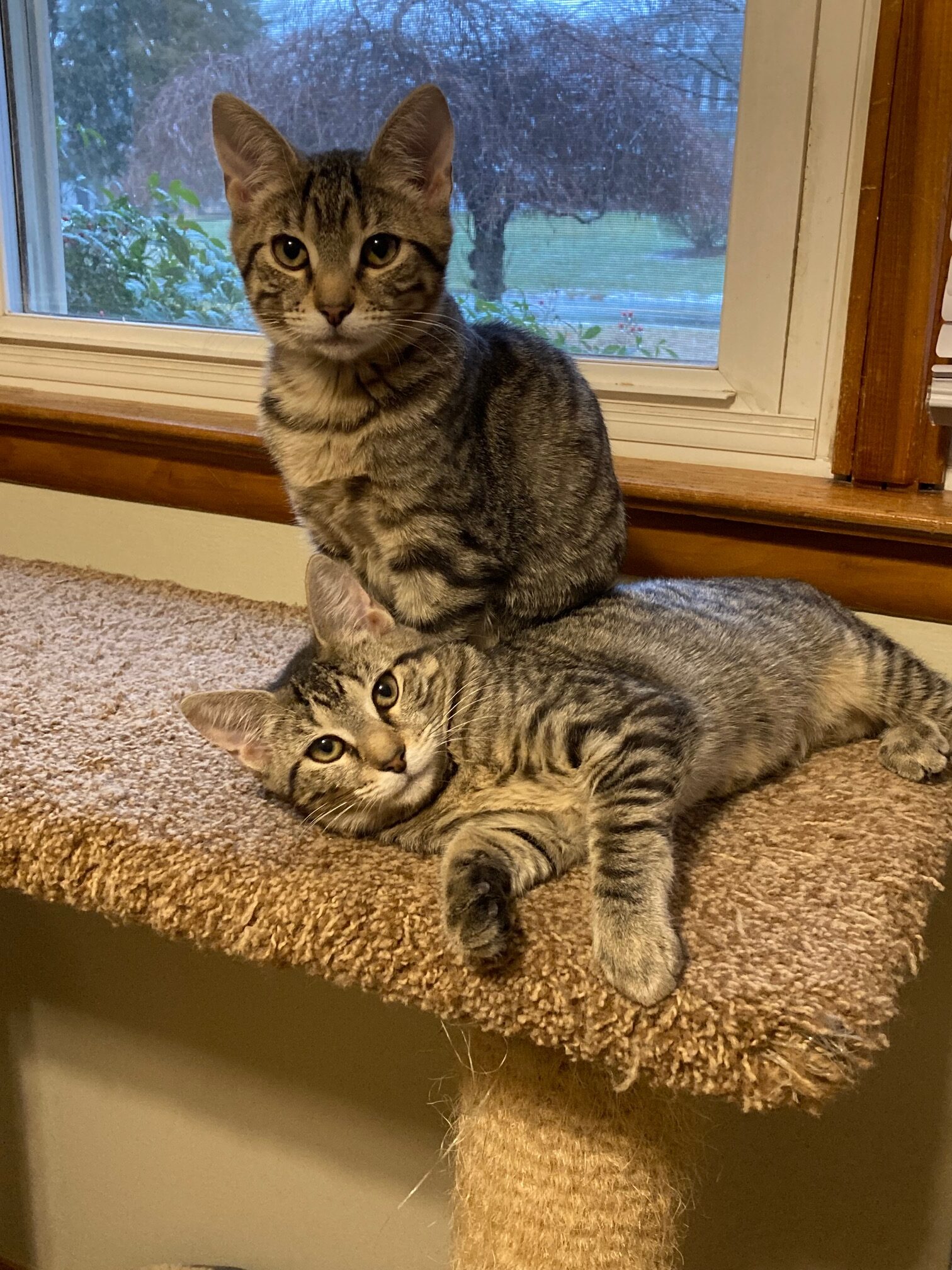 Lucky Cat Rescue » Skittles