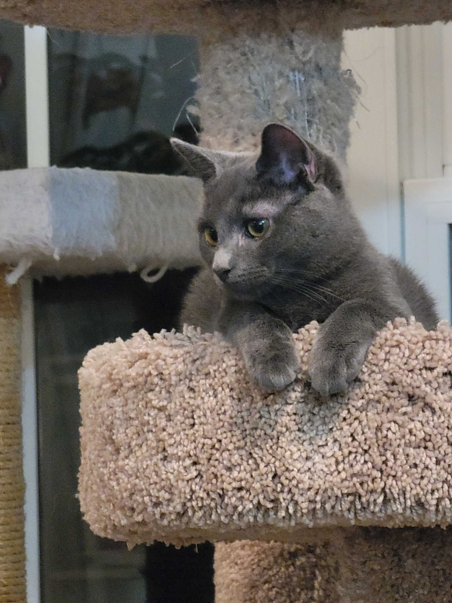 Lucky Cat Rescue » Starlight