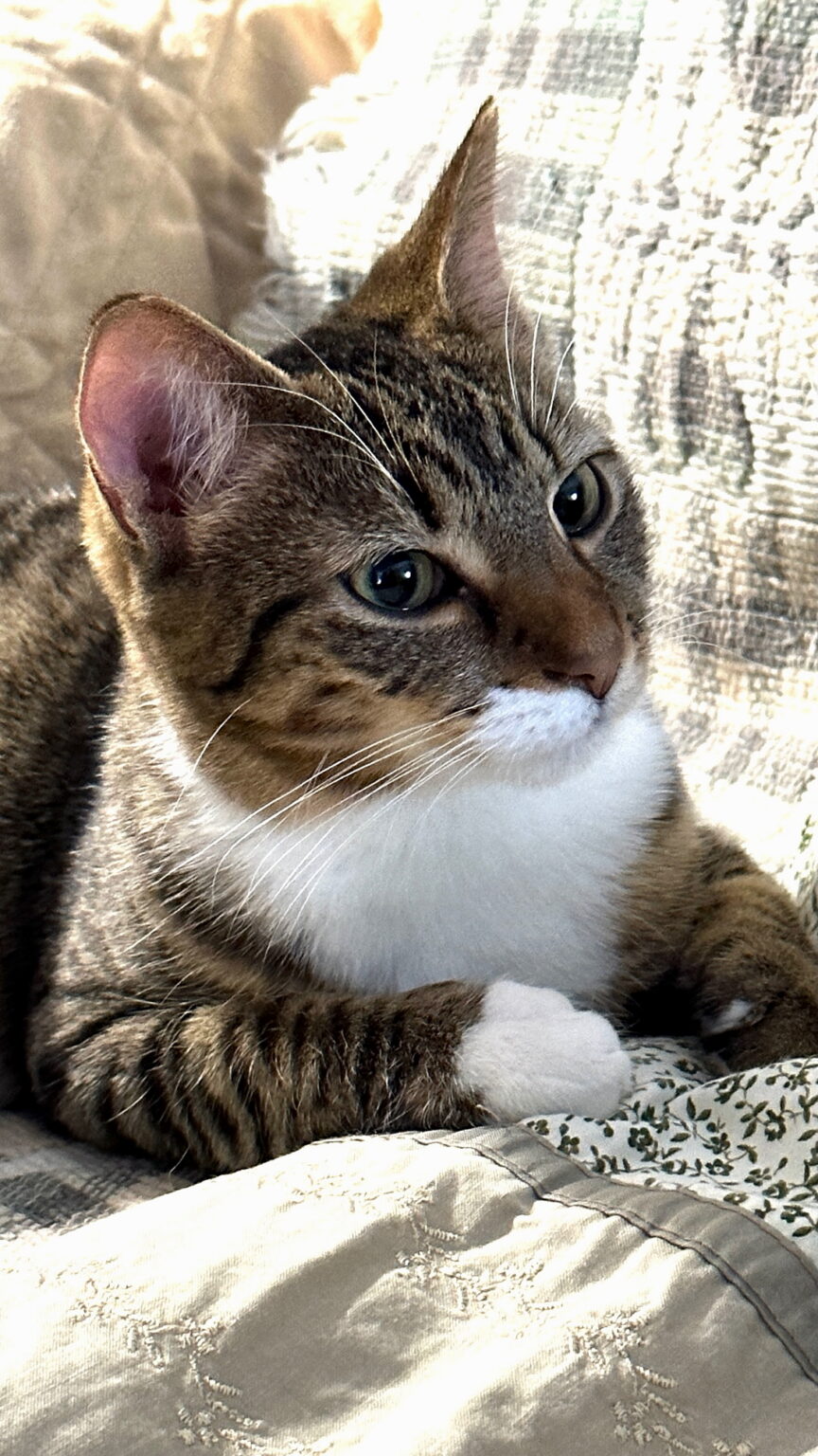 Lucky Cat Rescue » Spay and Neuter Services: Maryland SPCA