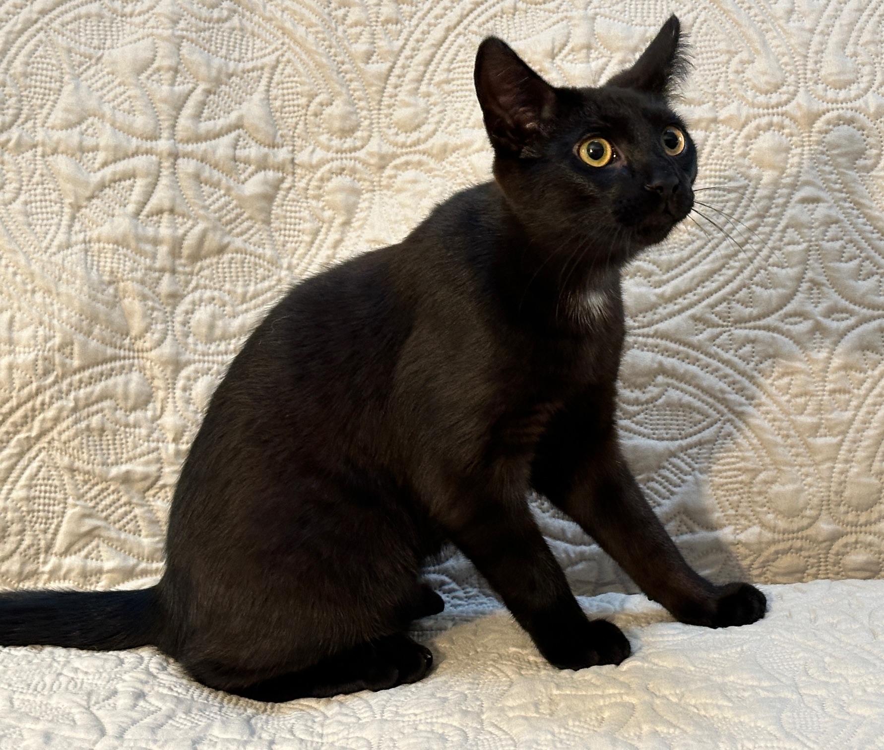 Lucky Cat Rescue » Domino